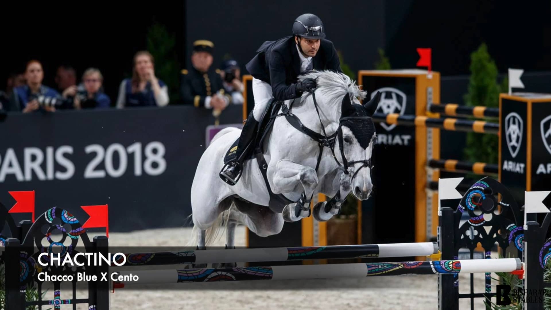 Chactino Stallion (Chacco Blue x Cento) Breeding on Vimeo