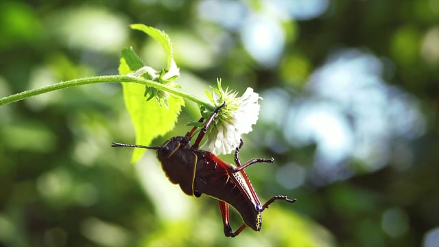 Insecto Animal Naturaleza Fauna - Free video on Pixabay - Pixabay