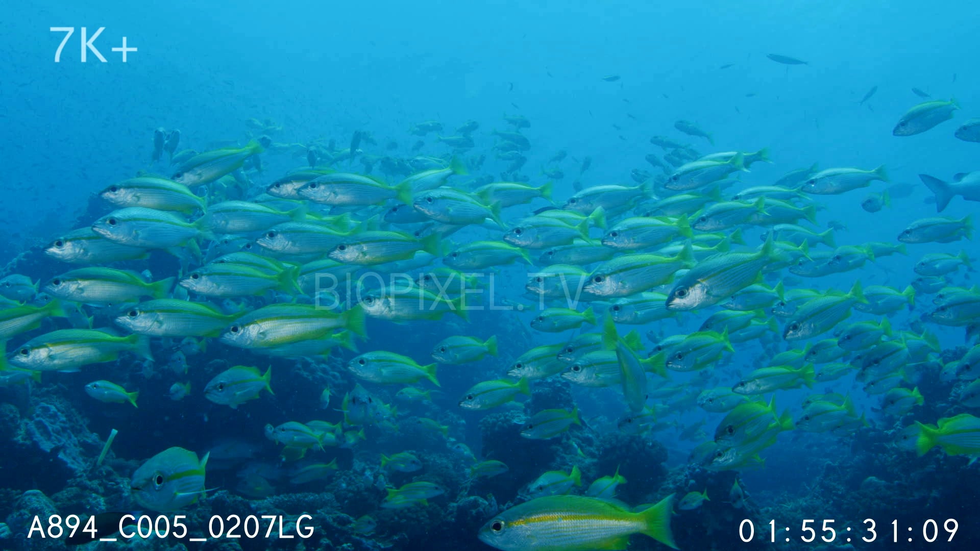 Fish School - Large school of yellow fish - goatfish, snapper 7K+ on Vimeo