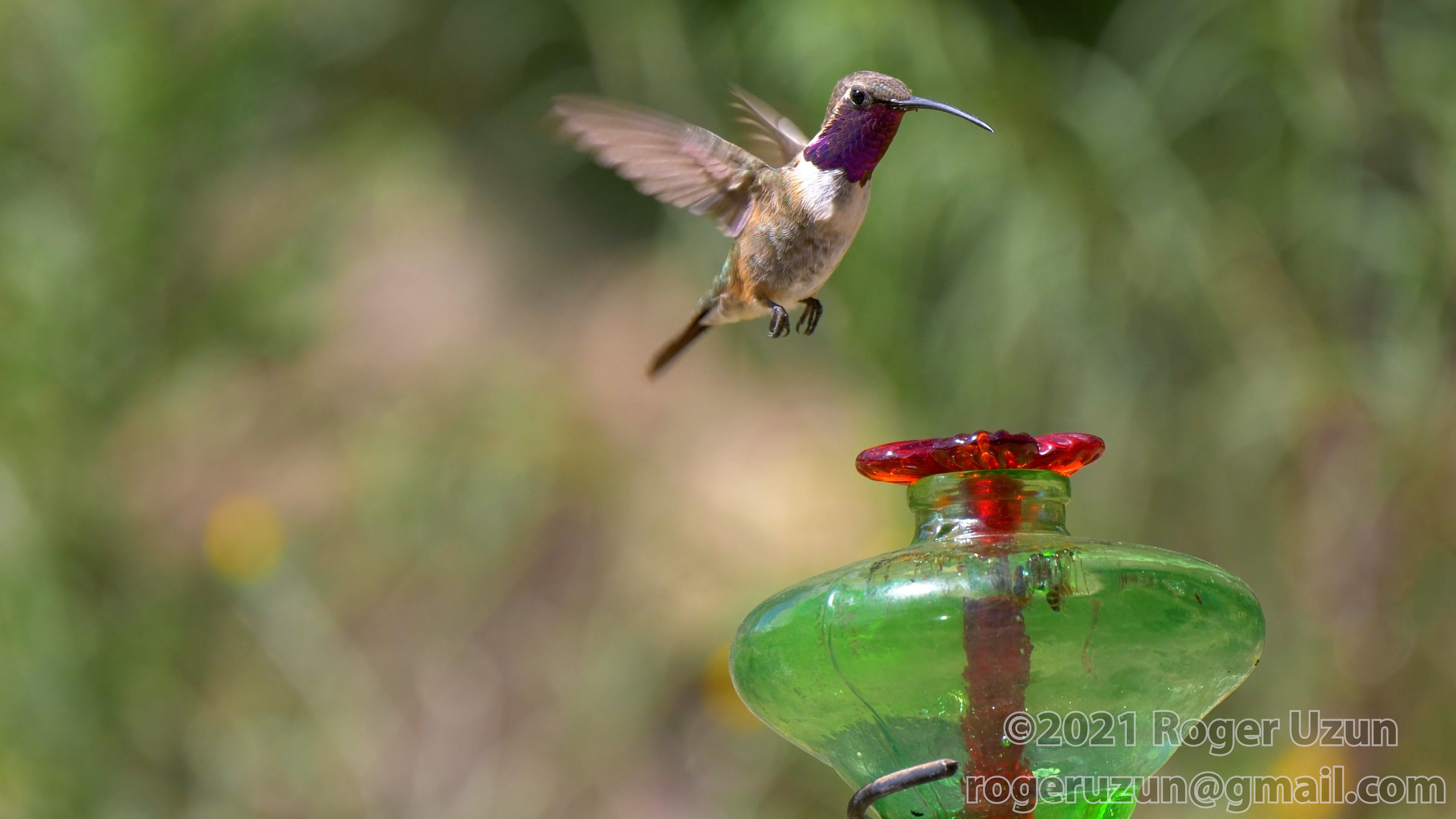 Hdobservations Lucifer Hummingbird 4k Uhd On Vimeo