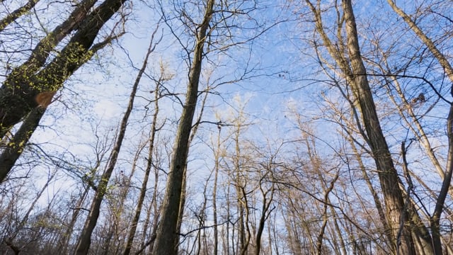 Trees Branches Forest - Free video on Pixabay