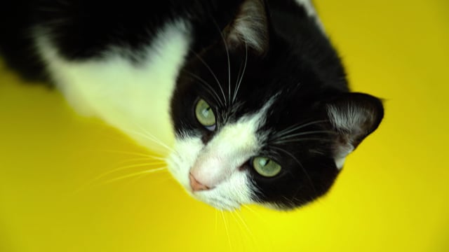 Gato Felino Linda - Free video on Pixabay - Pixabay