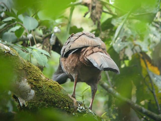 Pava del Cauca.mp4 on Vimeo