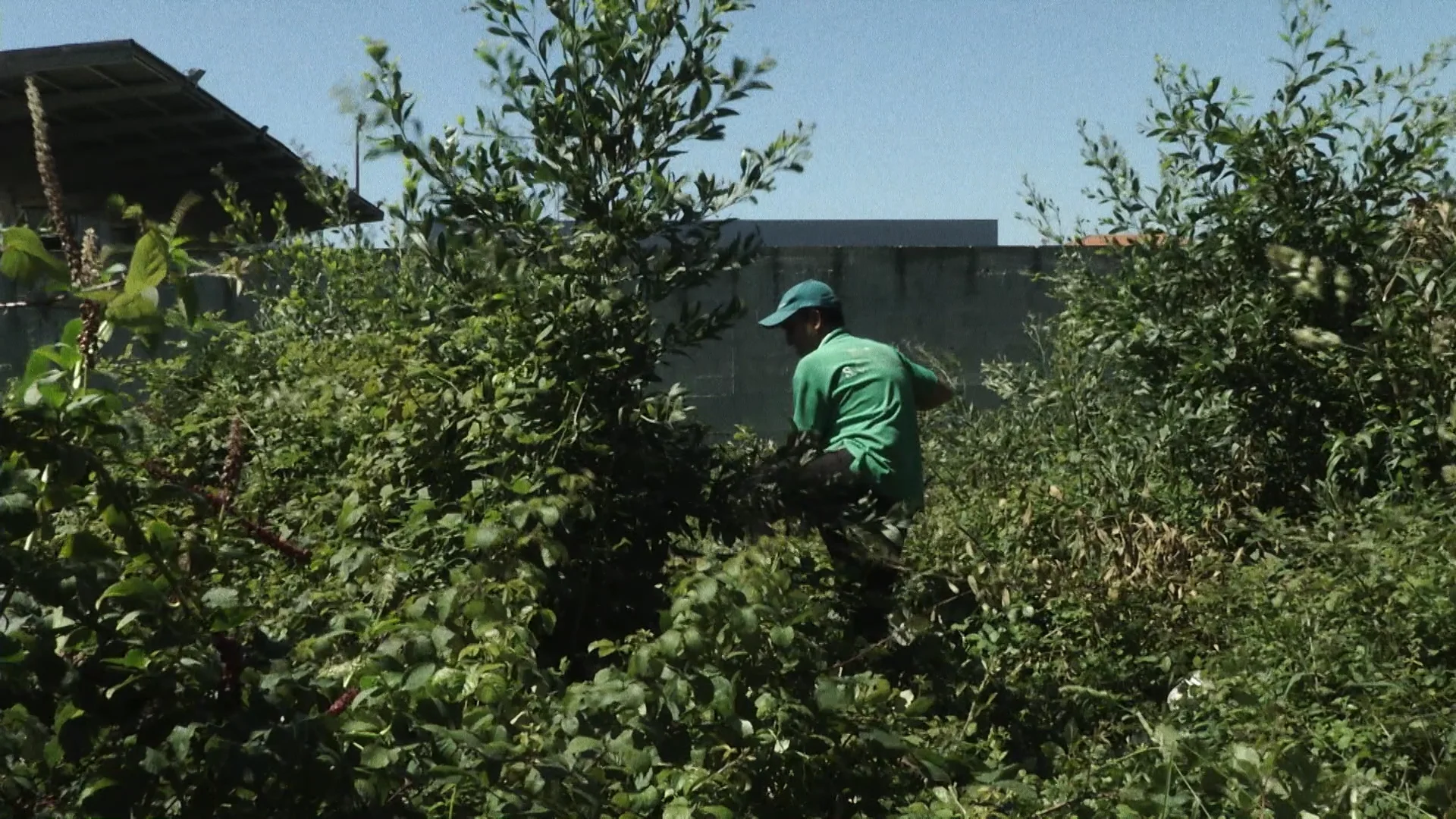 VIVEIRO _ BREEDING GROUND (2019) Trailer on Vimeo