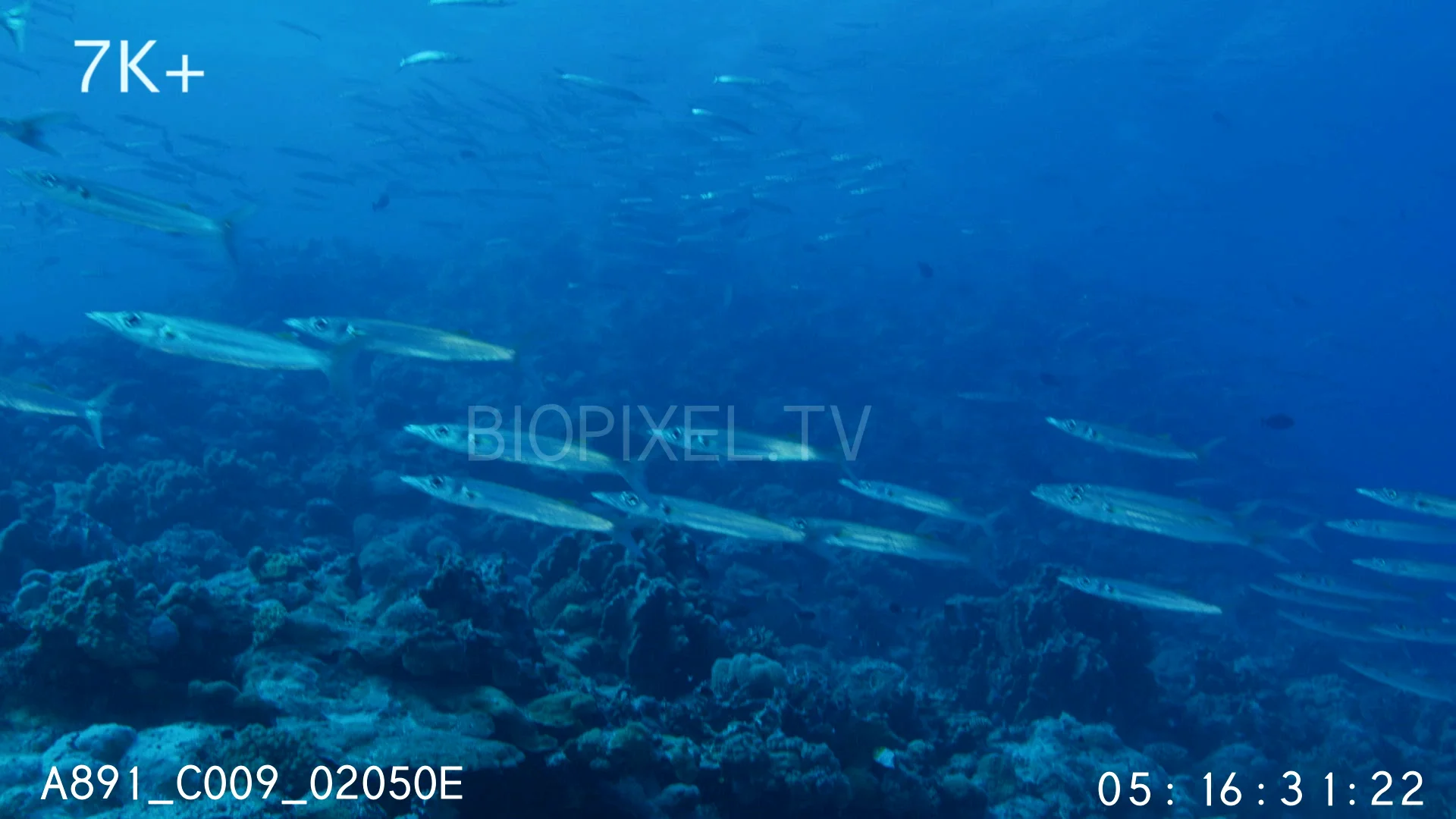 4K Fish School - School of small barracuda 7K+ on Vimeo