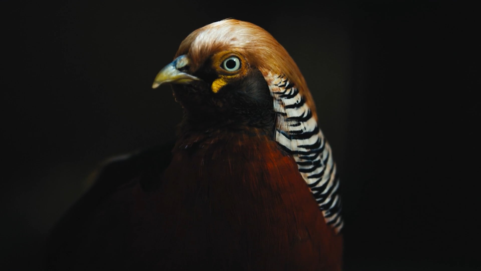 Profine_ReFrame_03-12_german_muellers_koemmerling-with-partner on Vimeo