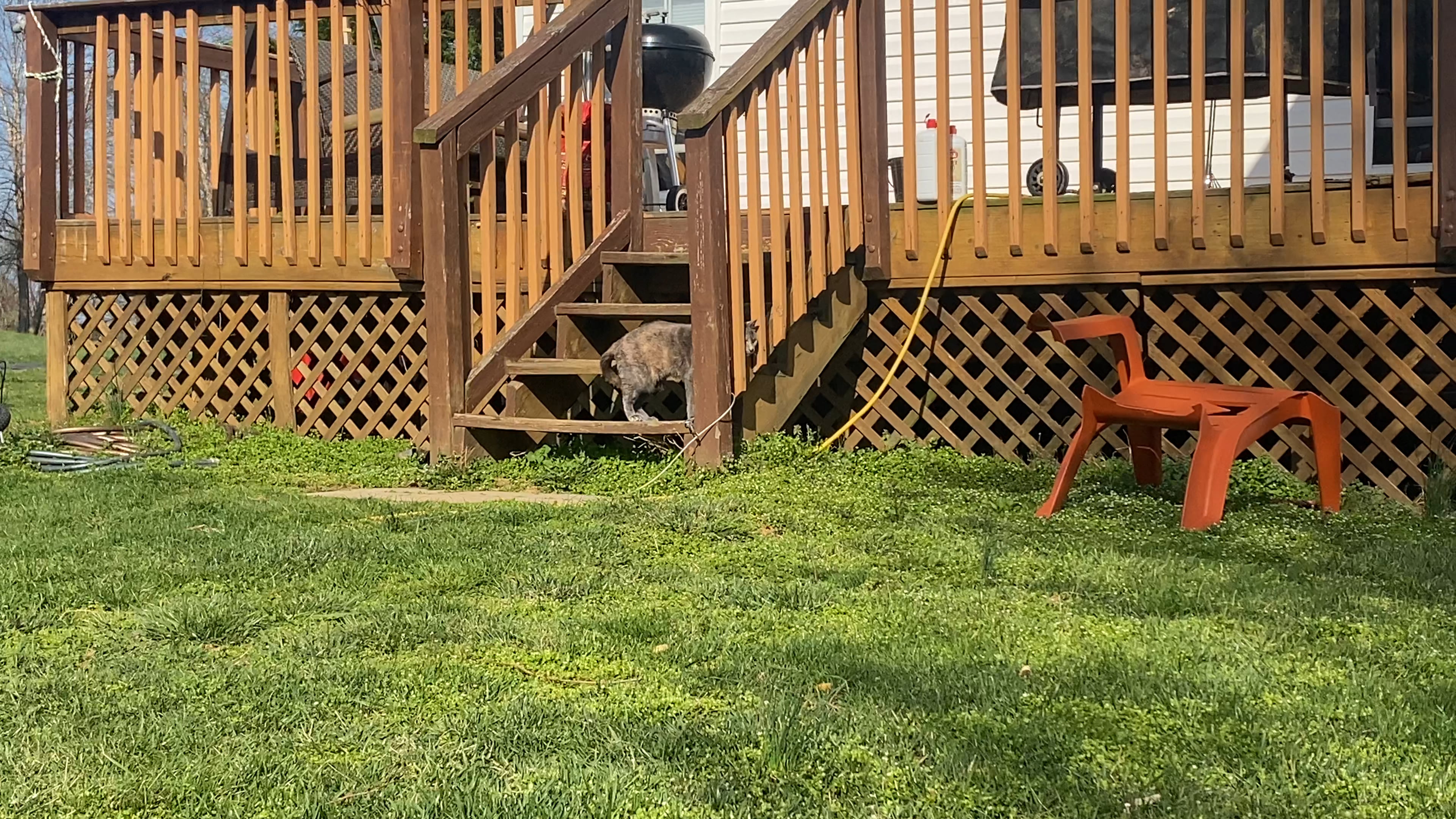 Chicken stalker! on Vimeo