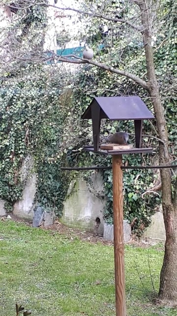 Bird, Tree, Nature. Free Stock Video - Pixabay