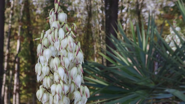 Flowers Yucca Plant Blooming - Free video on Pixabay