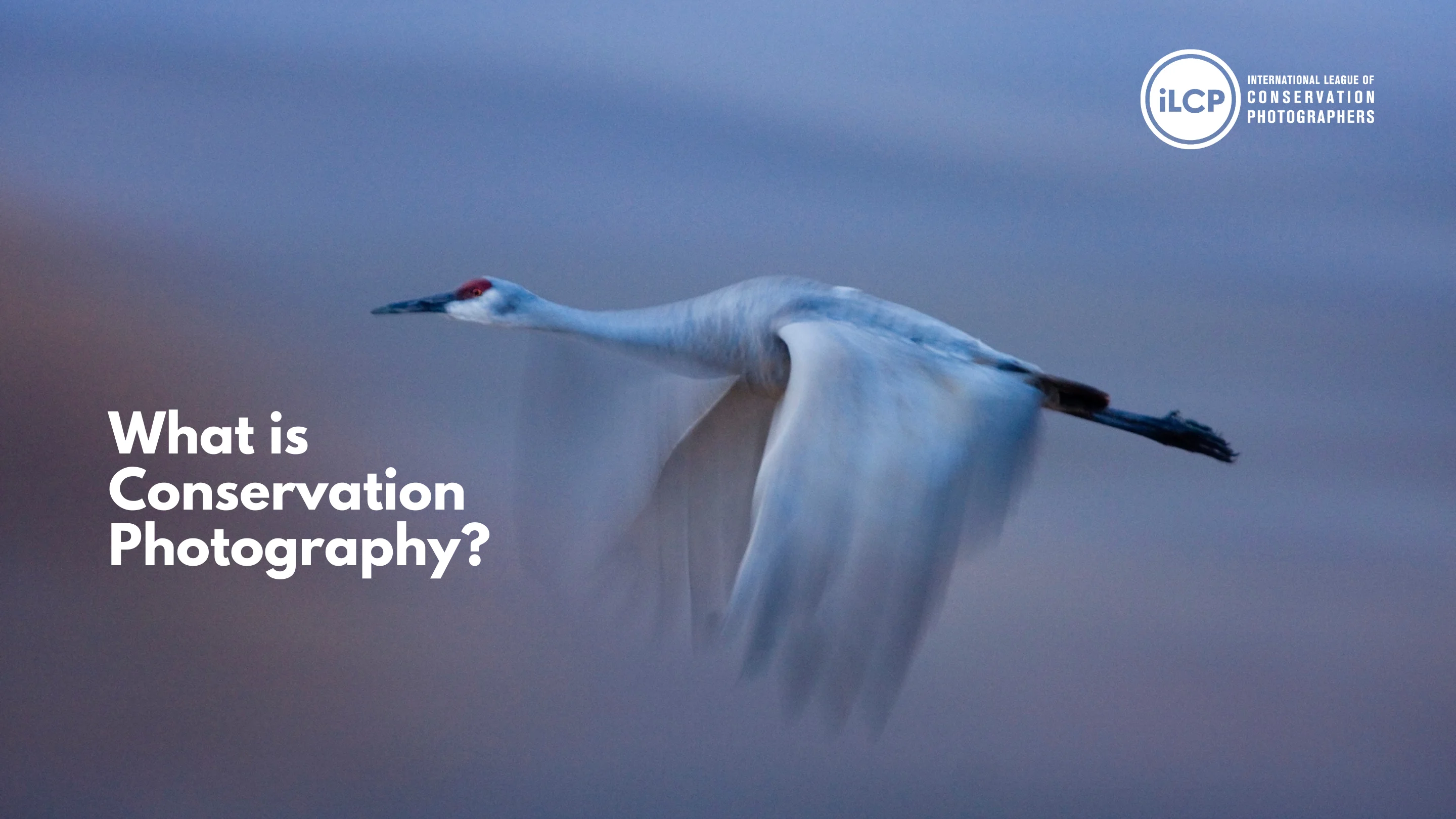 What is Conservation Photography?