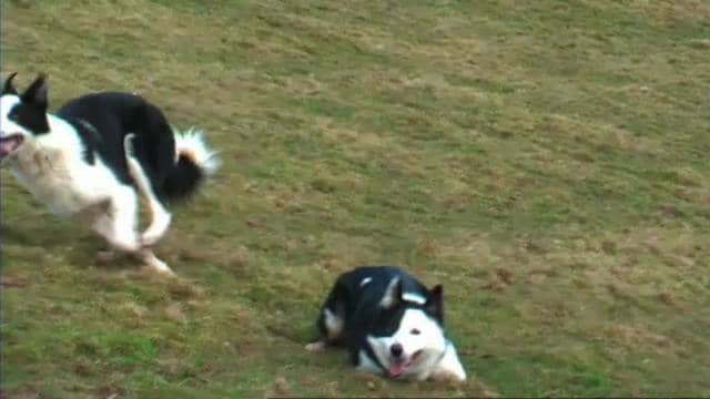 Extreme Sheep LED Art on Vimeo