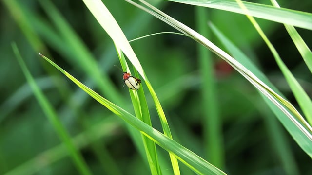 Insect Beetle Grass - Free video on Pixabay