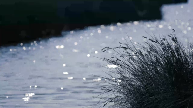 River, Reed, Water. Free Stock Video - Pixabay