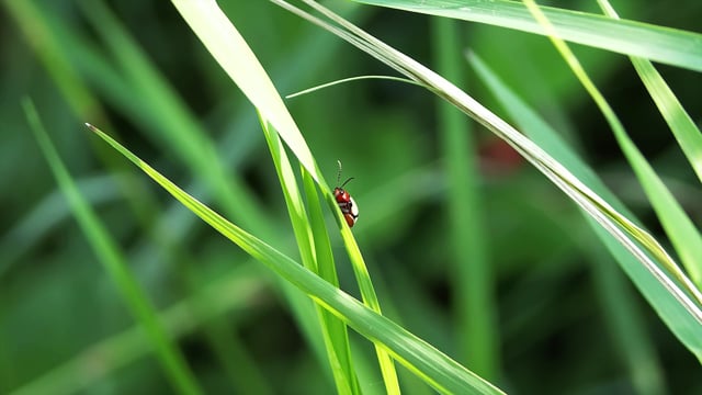 Insect Animal Nature - Free video on Pixabay