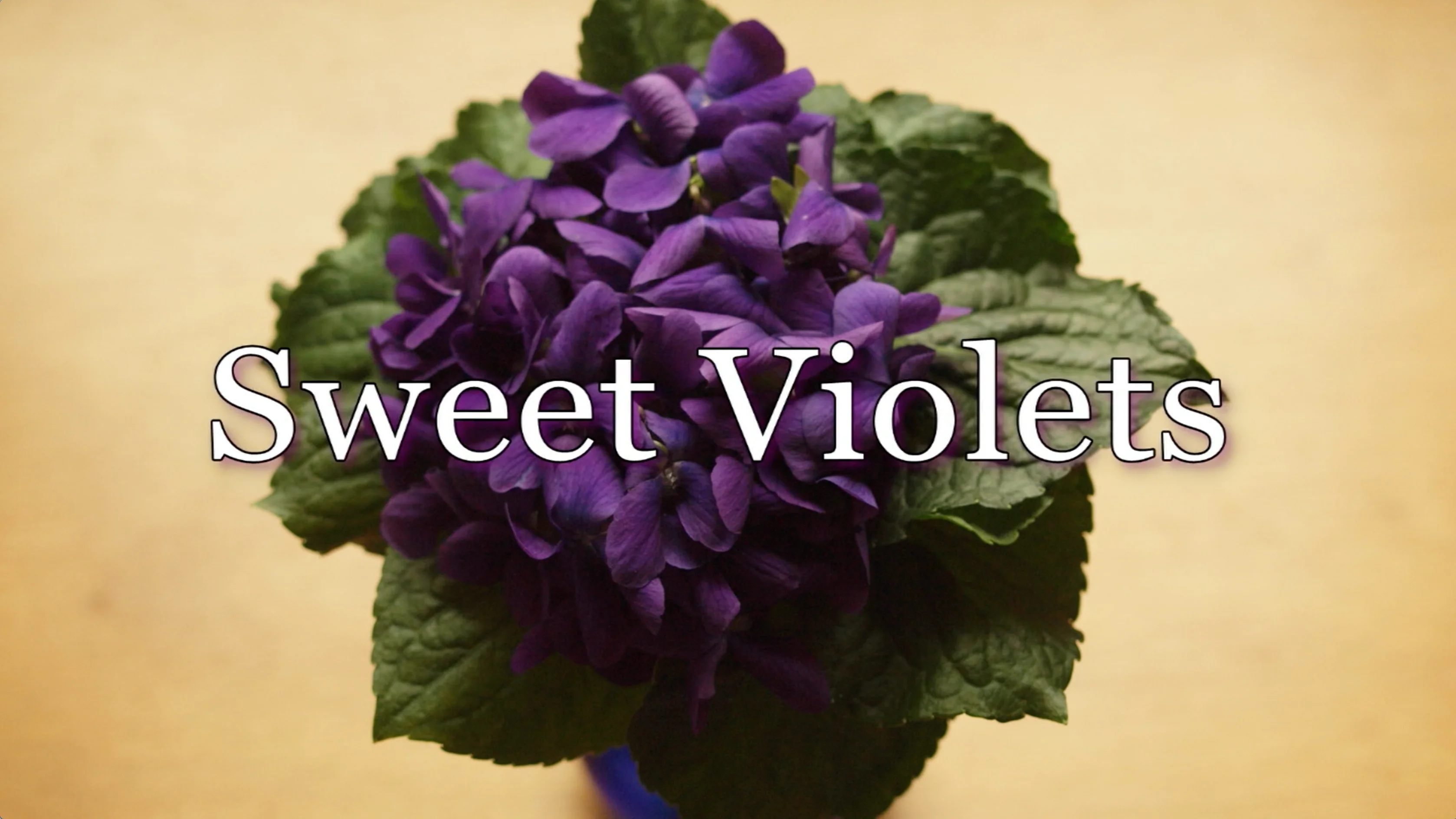 Watch Sweet Violets Online | Vimeo On Demand on Vimeo
