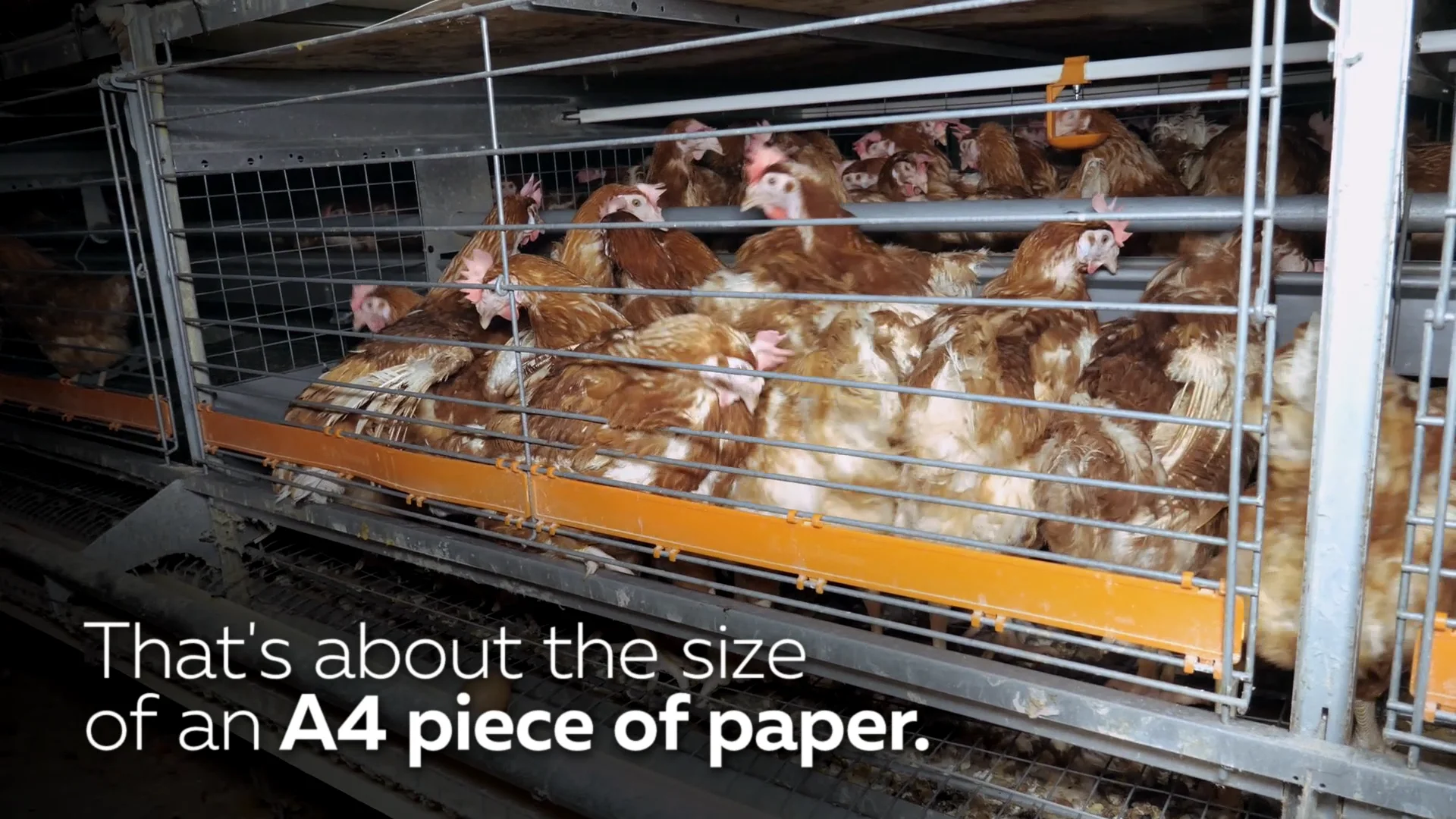 Battery and Colony cages on Vimeo