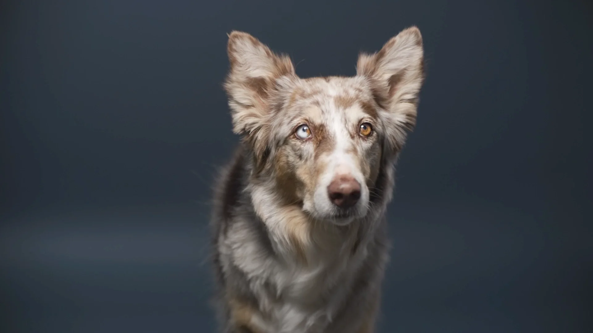 Studio Dog Commercial Shook&Stone "Trust"