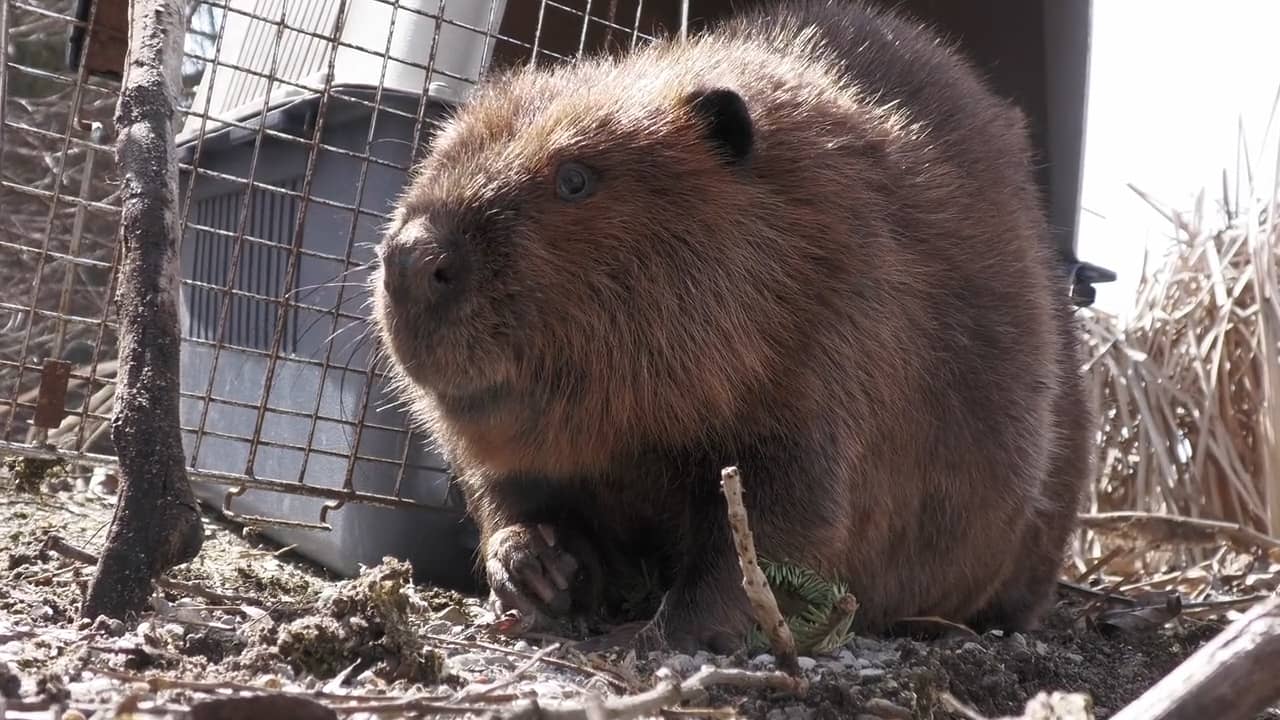 Beaver Rehab on Vimeo