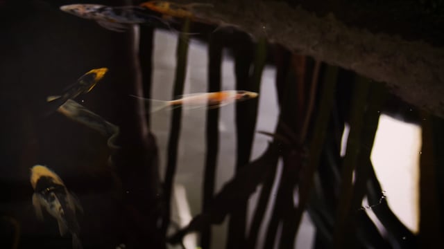 Dark, Fish, Water. Free Stock Video - Pixabay