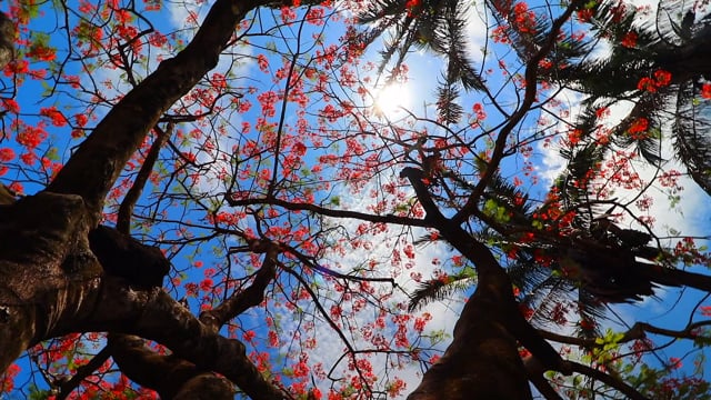 Des Arbres Tropical Forêt - Free video on Pixabay - Pixabay