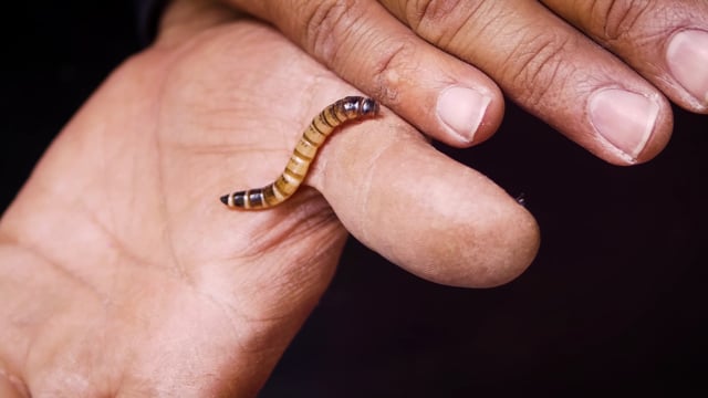 Worm Larvae Insect - Free video on Pixabay