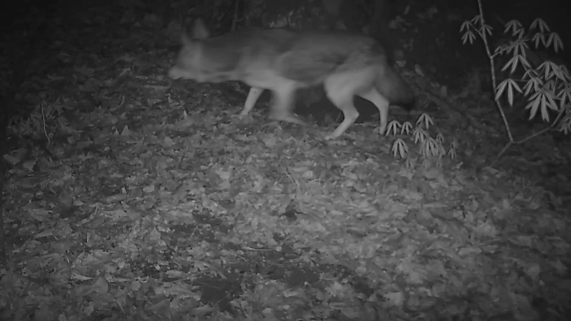 Opossum hole happenings on Vimeo