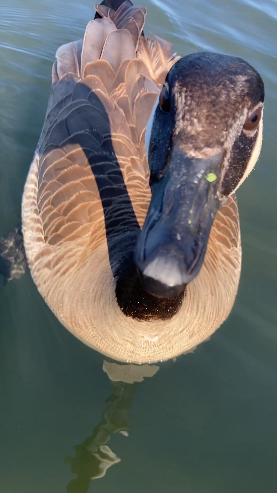 Goose gone mild on Vimeo