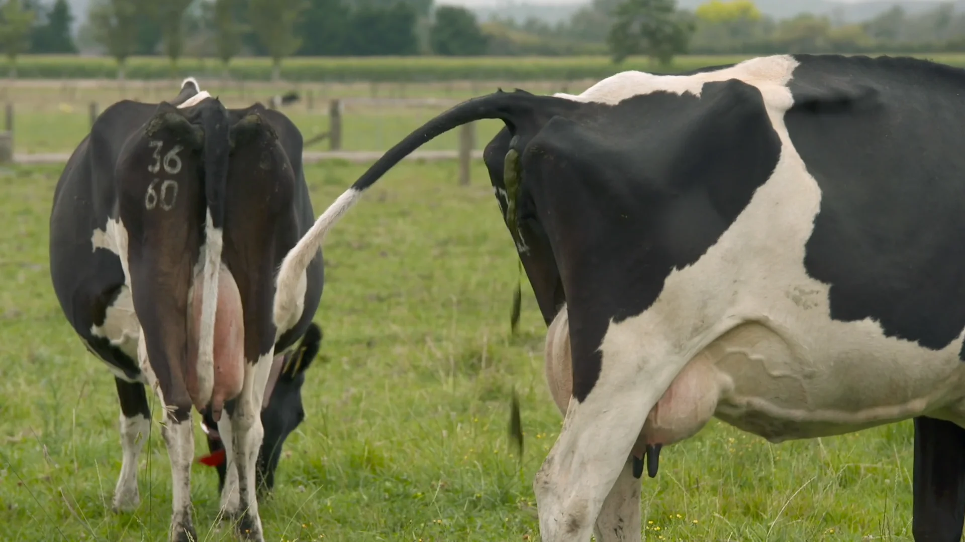 SV1224 Cow poo ITV montage