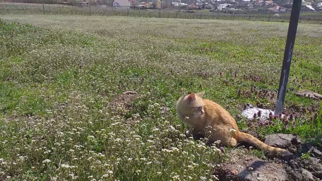 The Cat, Nature, Panorama. Free Stock Video - Pixabay