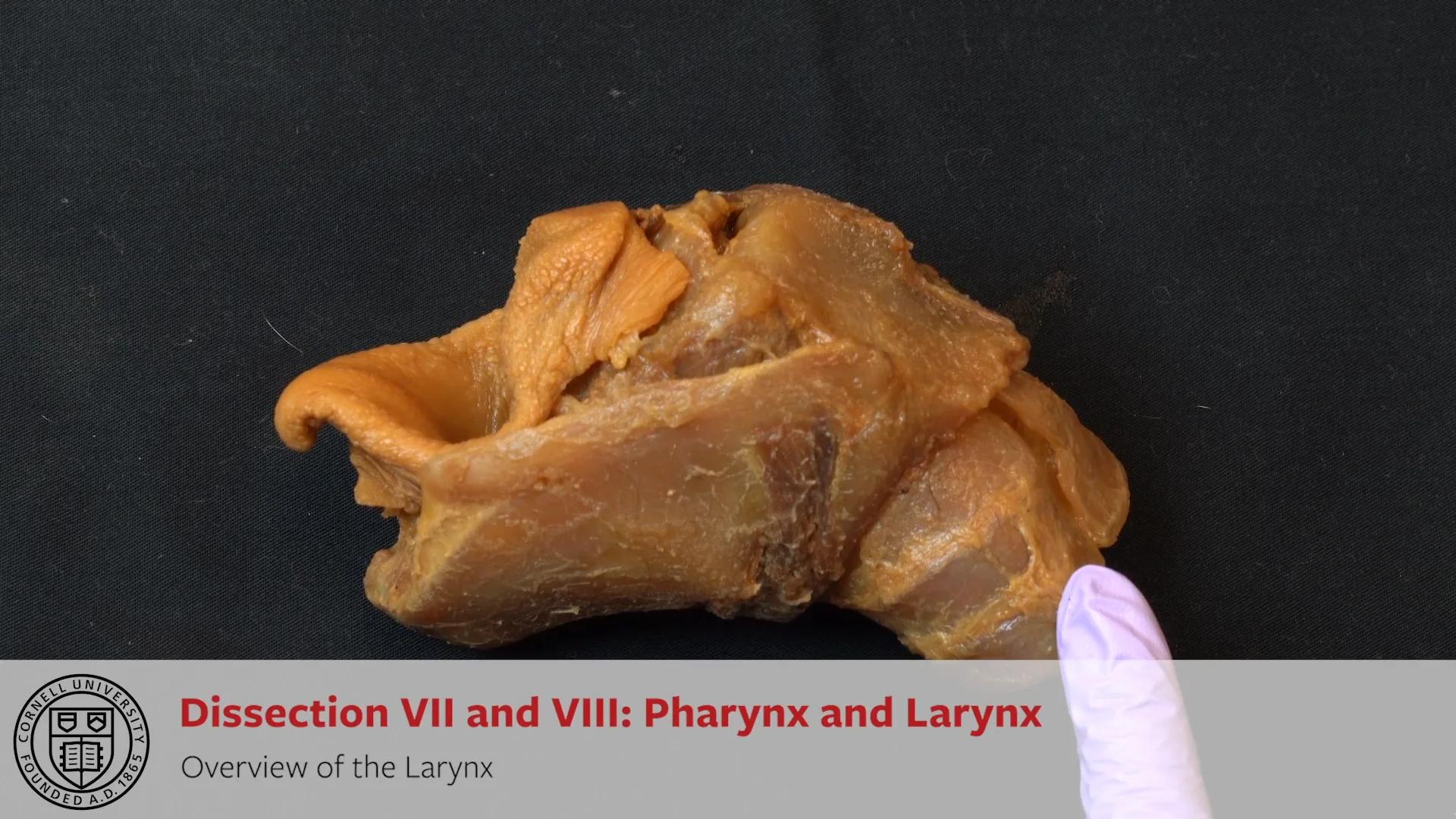 Block I Dissection - 2-Dissection VII and VIII Pharynx and Larynx ...