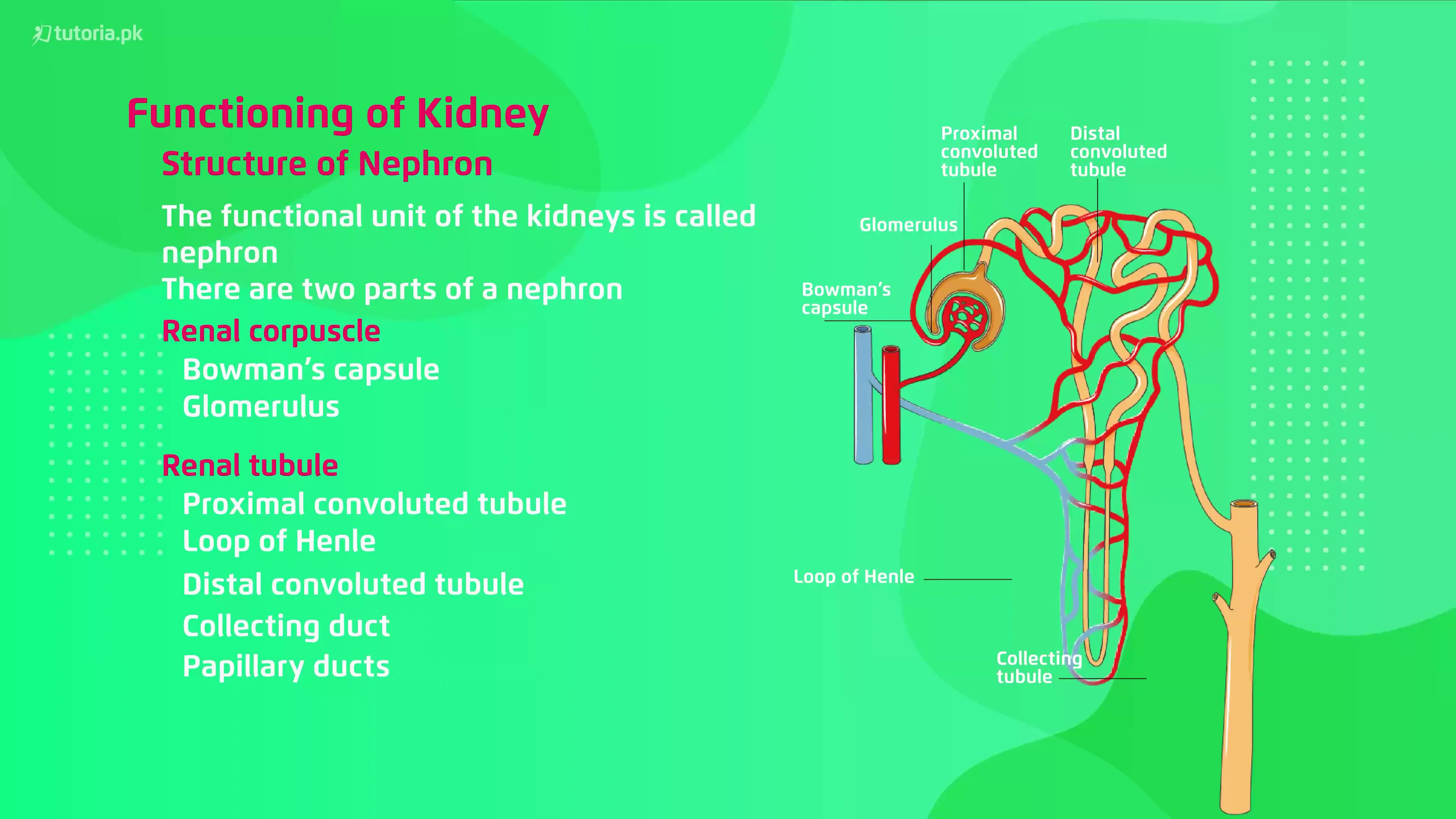 Biology-Grade-10-Chapter-11--Topic-115-Structure-of-Kidneys on Vimeo
