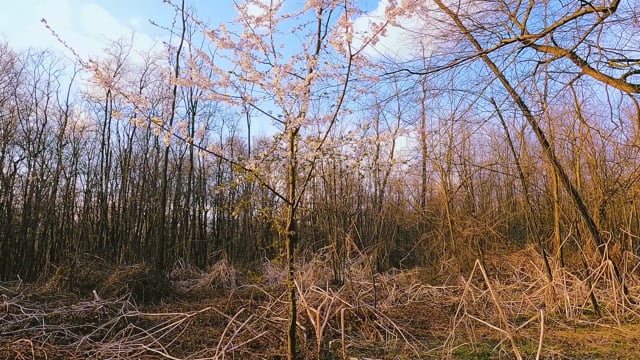 Almond Autumn Birch Free Stock Video - Pixabay