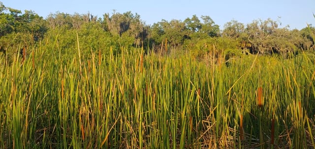 Florida, Reeds, Cattails. Free Stock Video - Pixabay