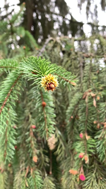 Peace, Forest, Outdoor. Free Stock Video - Pixabay