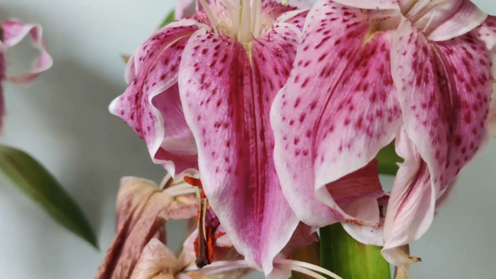 Life and death Lilies on Vimeo