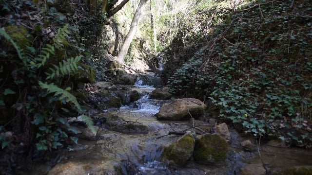 Protocultura - Pixabay