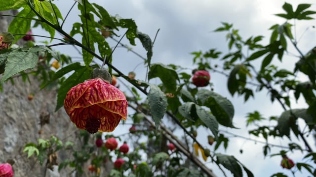 Flower Abutilon Pictum Abutilon Striatum Free Stock Video - Pixabay