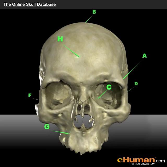 eHuman Annotated Skull on Vimeo