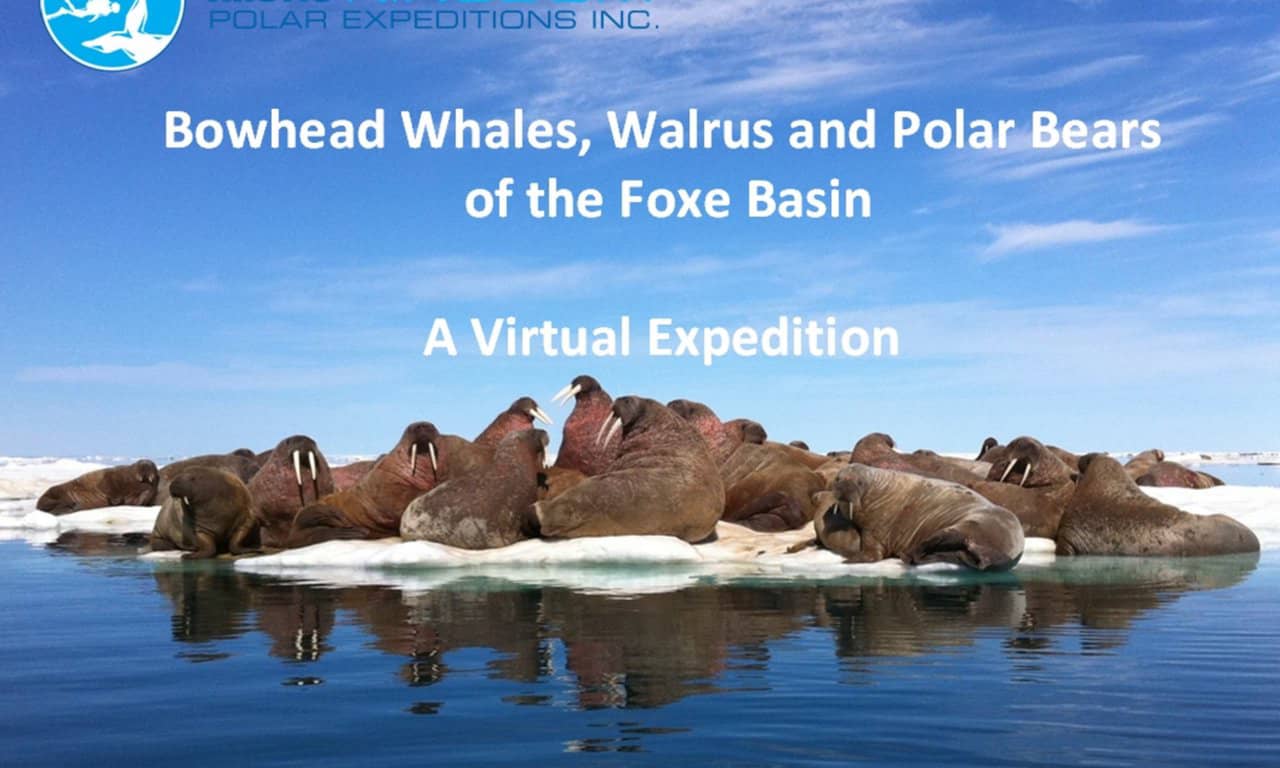 Bowhead Whale, Walrus and Polar Bears of Foxe Basin on Vimeo