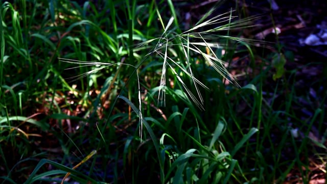 Wind, Plant, Nature. Free Stock Video - Pixabay
