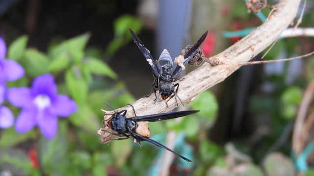 Guêpe Insectes Nature - Free video on Pixabay - Pixabay