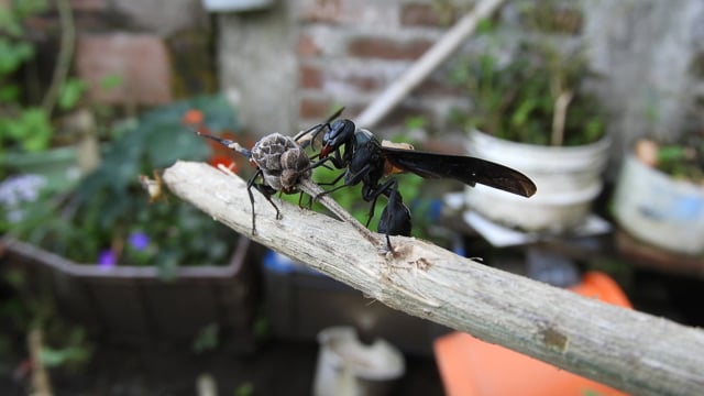 Vespa Insetos Natureza - Free video on Pixabay - Pixabay