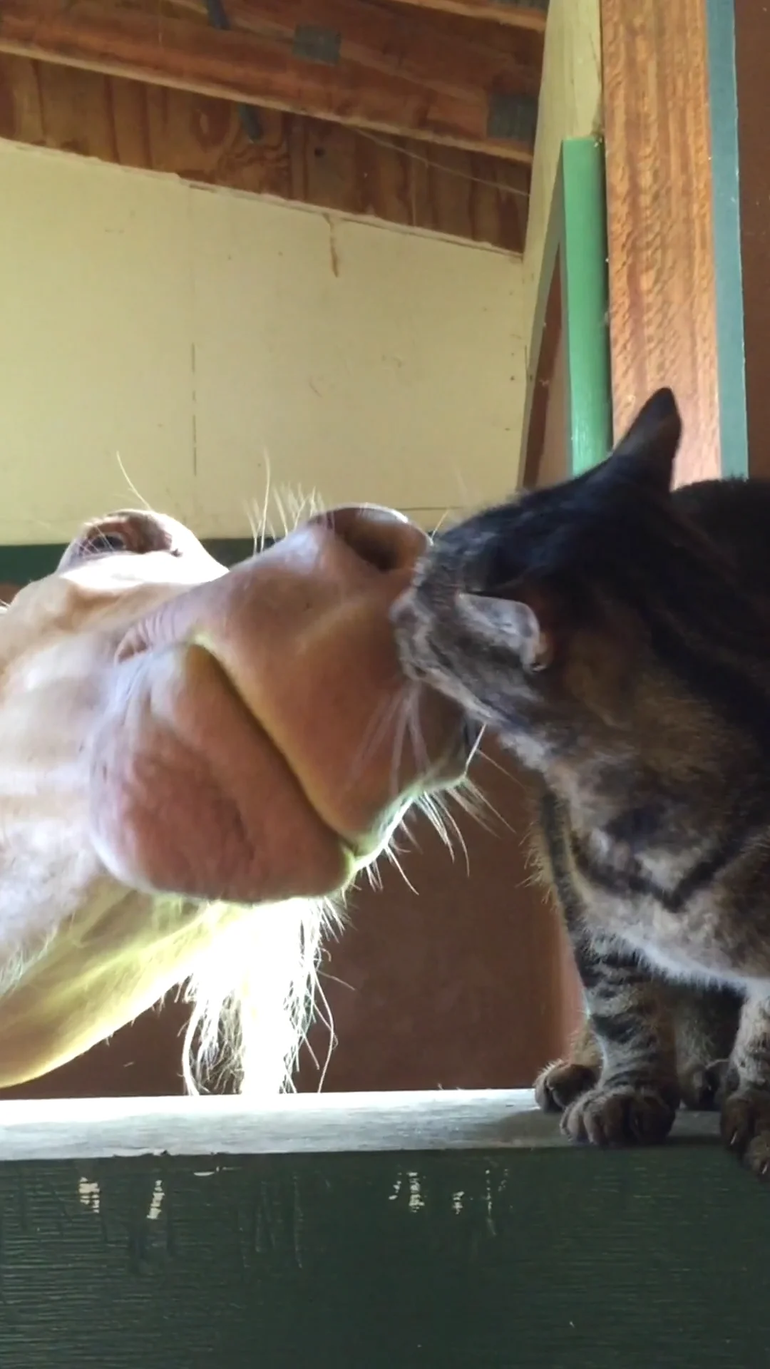 Just One Kiss, Horse Fabio &Cat Cleo on Vimeo