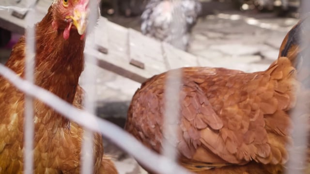 Hen Farm Animal - Free video on Pixabay