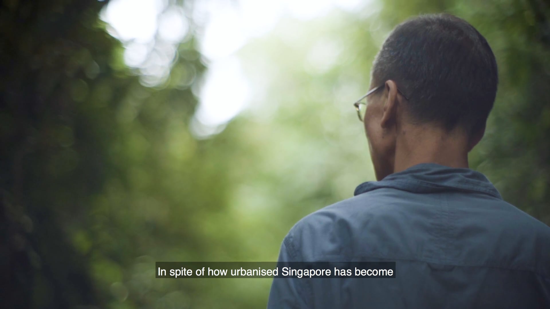 NParks Trees of Singapore Episode 1 - Primary and Secondary Forests on ...
