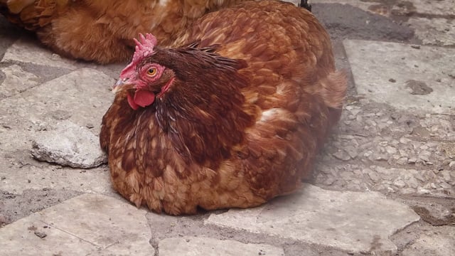 Más de 80 vídeos en HD y 4K gratis de Gallinas y Gallina - Pixabay