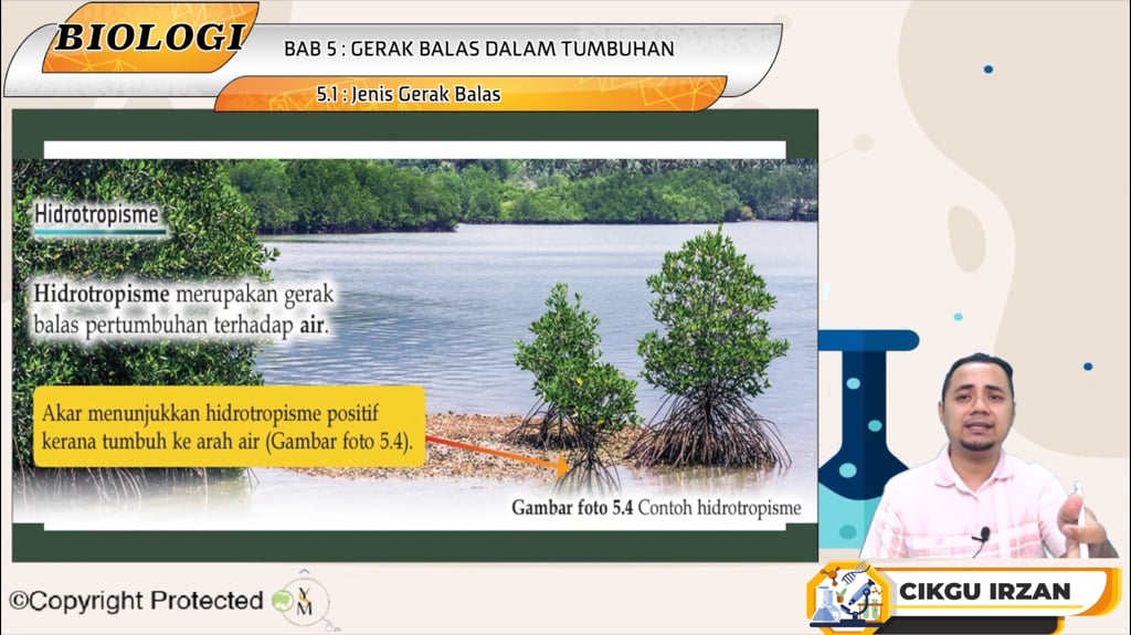 Topik 05: Gerak Balas dalam Tumbuhan – Jom Tuisyen