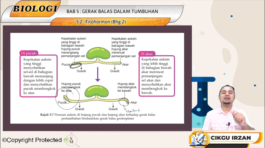 Topik 05: Gerak Balas dalam Tumbuhan – Jom Tuisyen