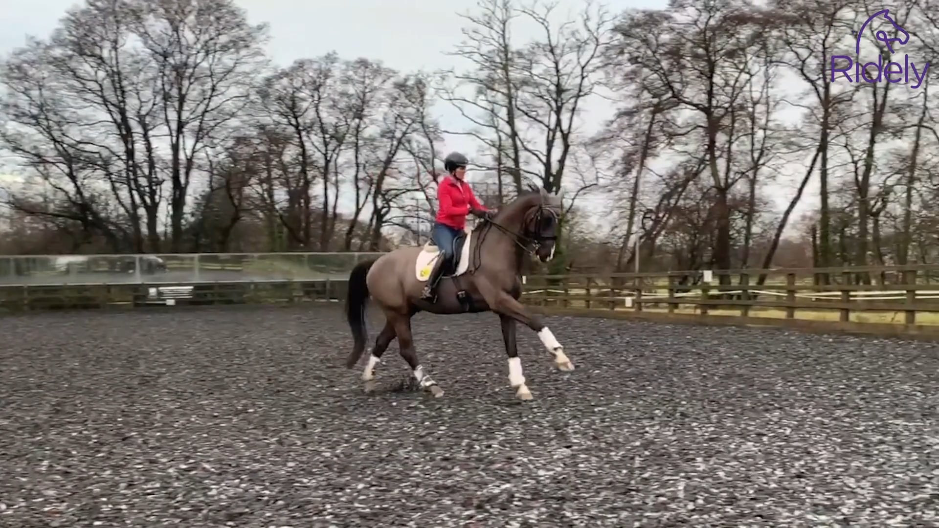 Flying changes - part 1 | Ridely