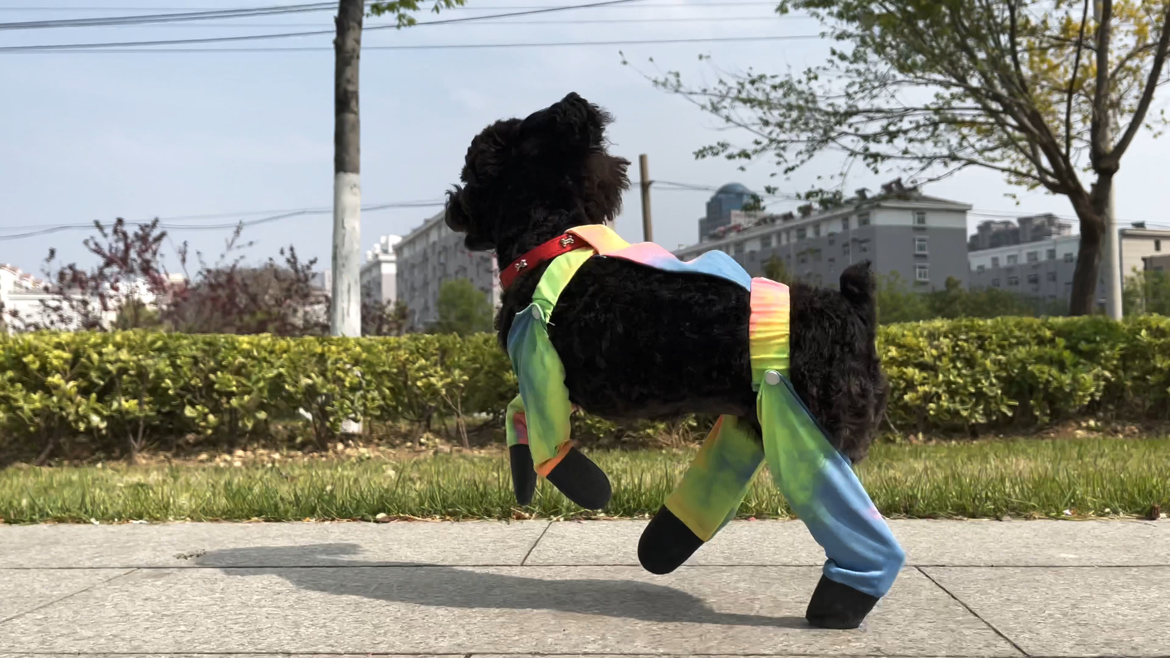 CAMP®FIX™ Next Gen Dog Activewear on Vimeo